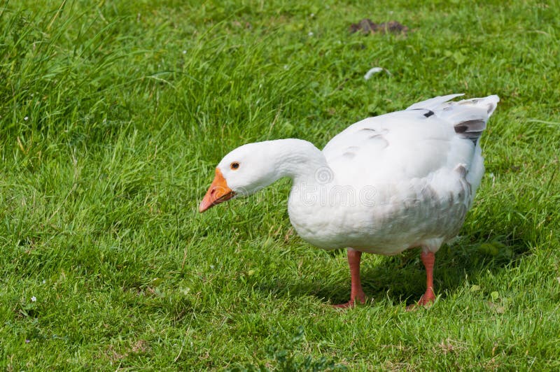 Closeup of a White Goose in Grass Stock Photo - Image of orange, geese ...