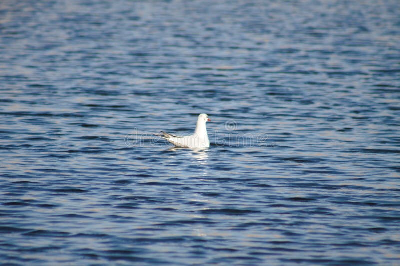 Closeup of White Gull on Rippled Lake Stock Photo - Image of shore ...