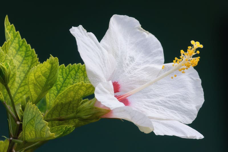 Closeup of a White Hibiscus Rosa-sinensis on a Shrub Stock Photo ...