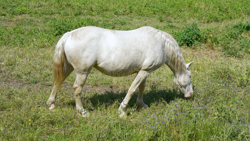 Closeup of a White Horse Grazing in Field Meadow. Side View Stock Image ...