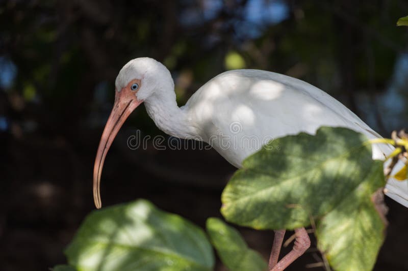 Ibis Bird in the Swamp Drinking Water Stock Photo - Image of ibis, wild ...