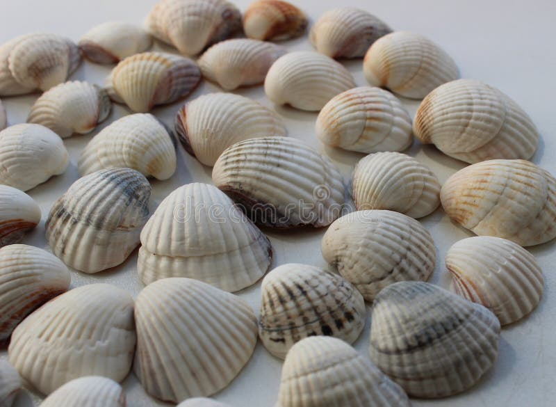 Closeup of White Identical Seashells Laid Out in a Circle on a White ...