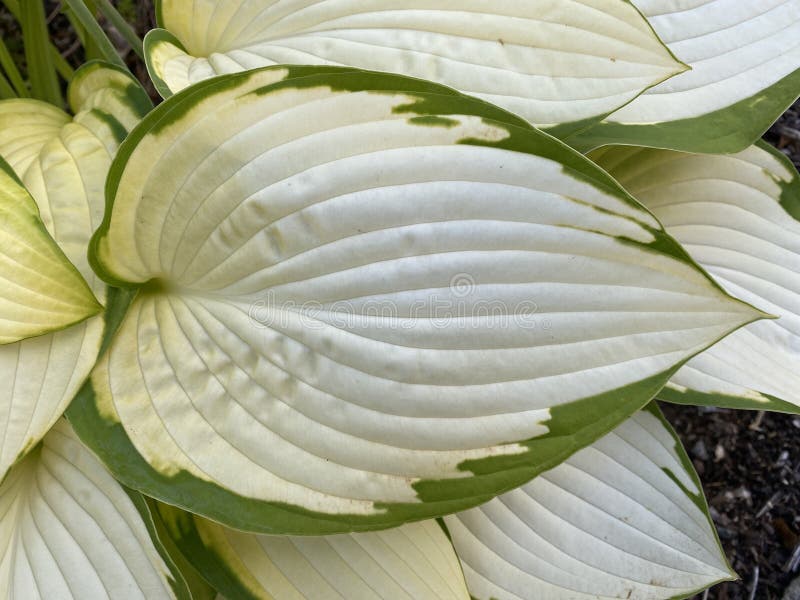 White Leaf with Green Edges Stock Image - Image of insect, tree: 254970231