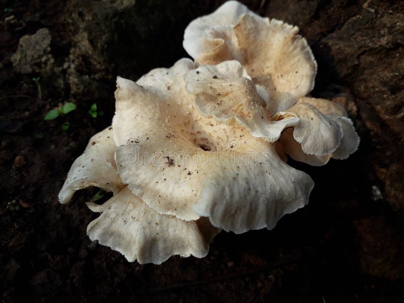 Closeup of White Lentinus Mushroom Growing on Remaining Mango Stem ...