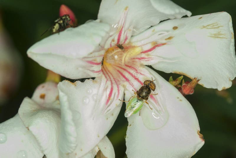 Closeup of a White Lily of the Incas with Bugs and Water Drops on it ...