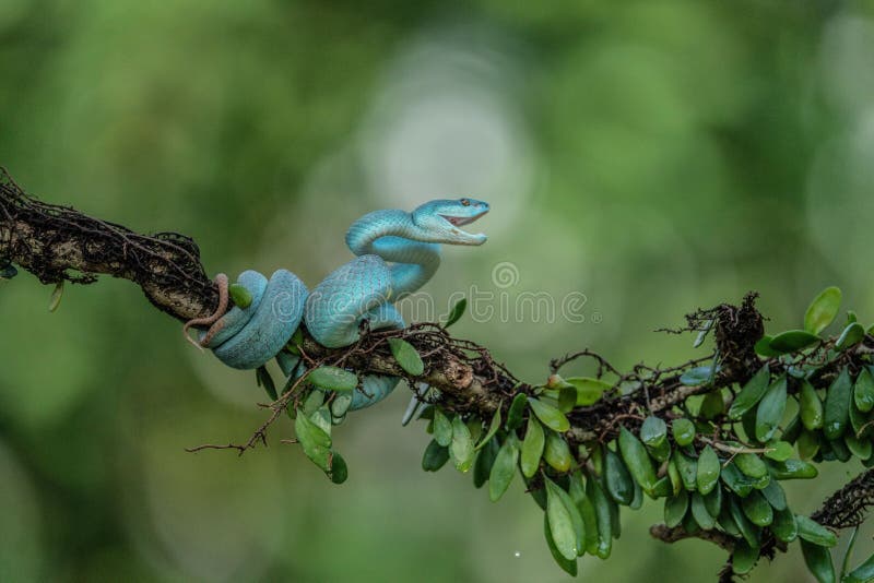 Closeup of a White Lipped Pit Viper on a Tree Stock Photo - Image of ...