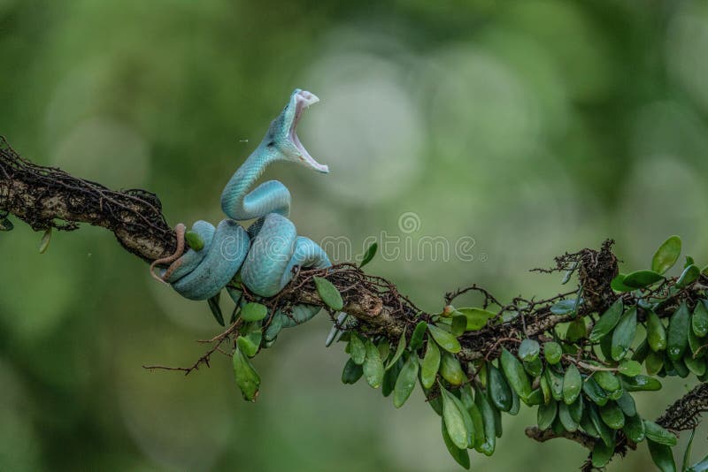 Closeup of a White Lipped Pit Viper on a Tree Stock Photo - Image of ...