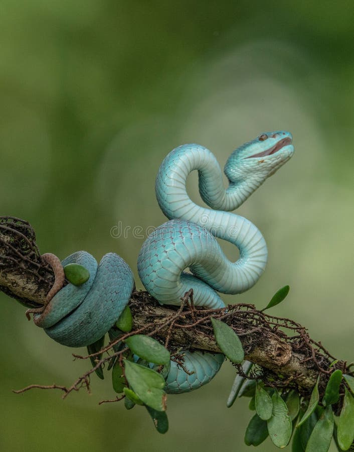 Closeup of a White Lipped Pit Viper on a Tree Stock Photo - Image of ...