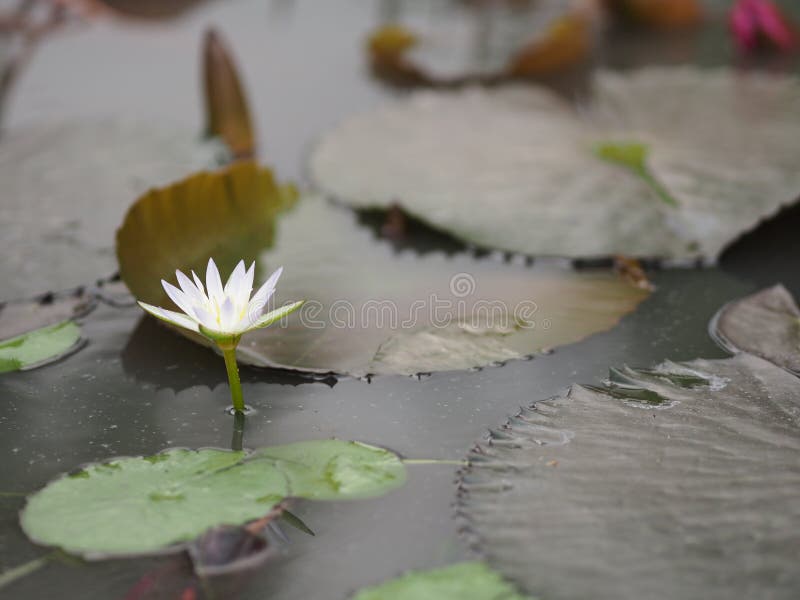 White Lotus Leaf with Sharp Notches Nymphaea Lotus NYMPHAEACEAE Water ...