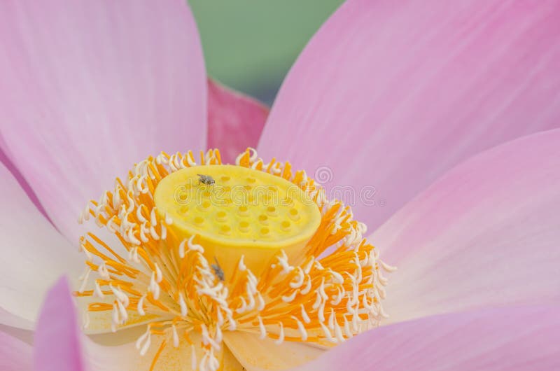 Closeup white lotus pollen stock photo. Image of plant - 83755556