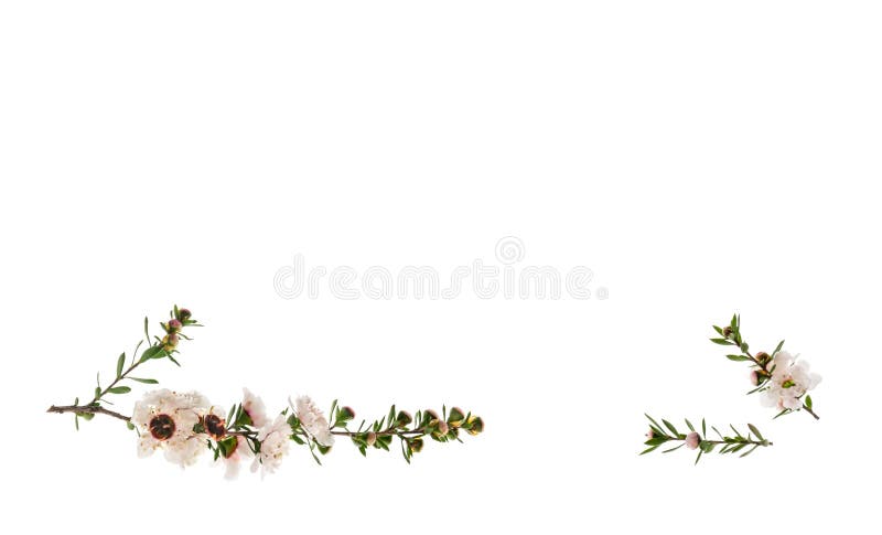 Manuka Myrtle(leptospermum Scoparium) Stock Photo - Image of scoparium ...