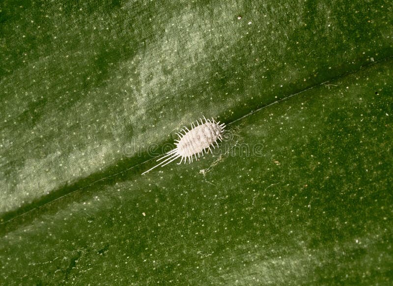 Closeup of a White Mealybug Crawling on an Orchid Stock Image - Image ...