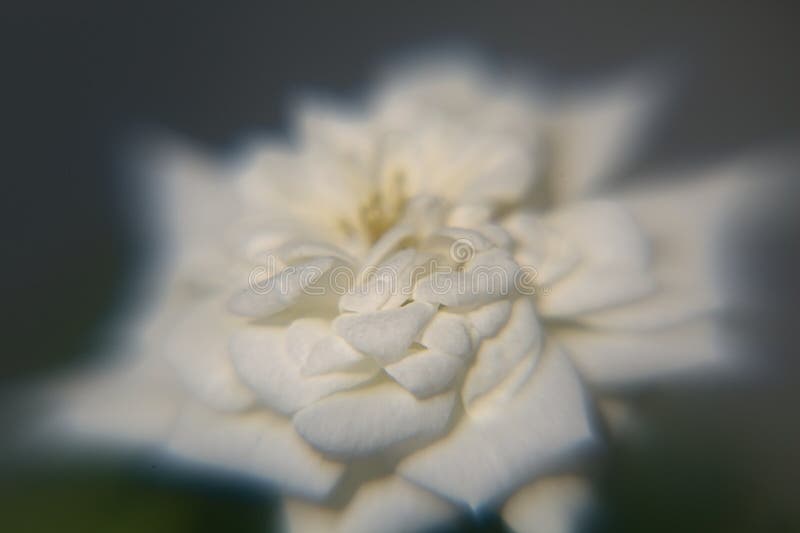 Closeup of a White Miniature Rose in Bloom Stock Image - Image of ...