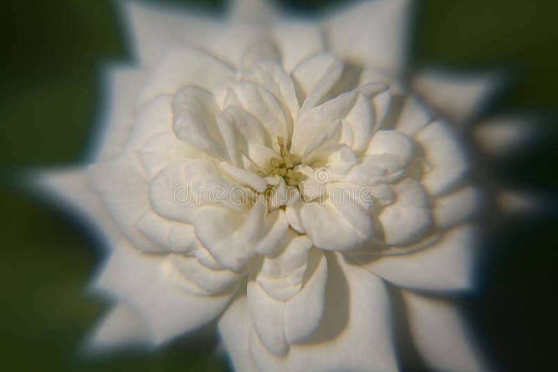 Closeup of a White Miniature Rose in Bloom Stock Image - Image of ...