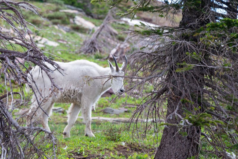 Closeup of a White Mountain Goat (Capra) in a Forest Seen through ...