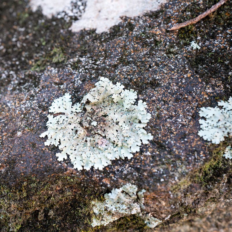 White Parasitic Mushrooms Growing on Bark of Oak Tree Stock Image ...