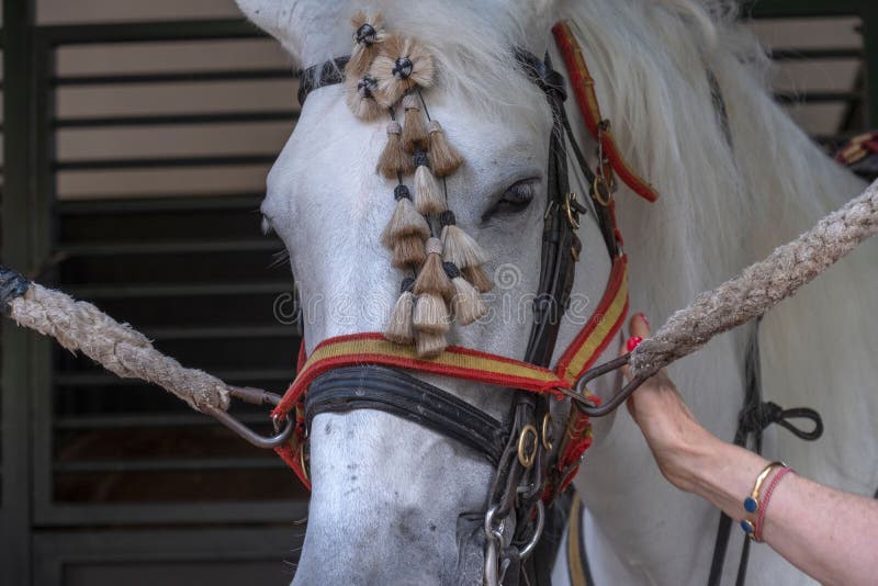 Closeup of a White Percheron Horse in a Bridle with a Mosquero Stock ...