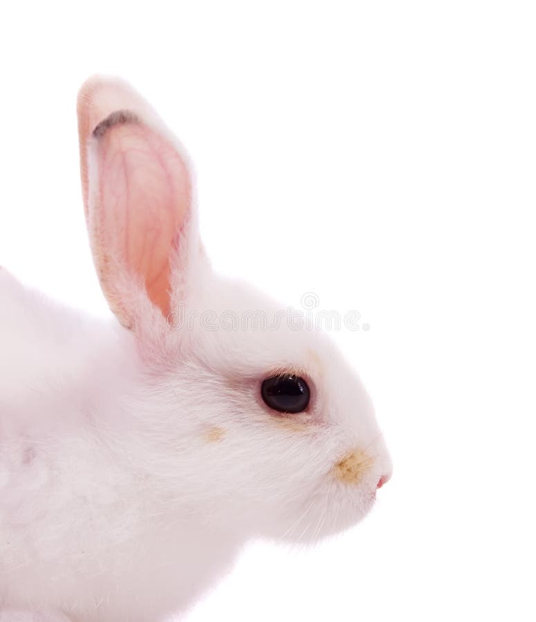 Closeup of white rabbit stock image. Image of tame, hare - 15494455