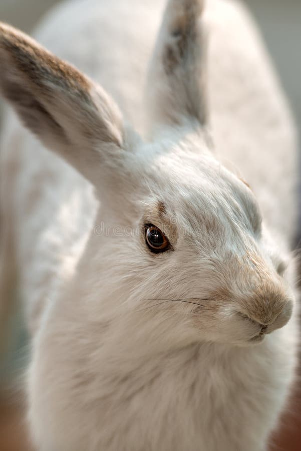 Closeup of a White Rabbit - Portrait Stock Photo - Image of looking ...
