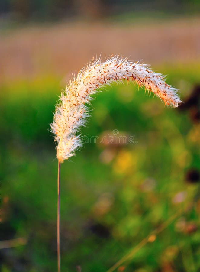 White reed field blooming stock image. Image of sunlight - 241271157