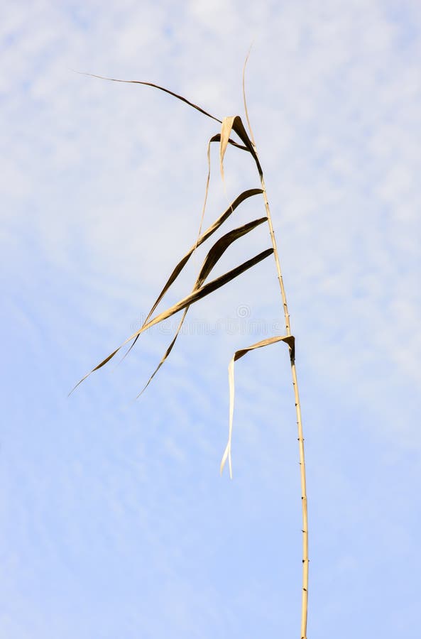 Closeup of white reed stock photo. Image of nature, ornament - 94989878
