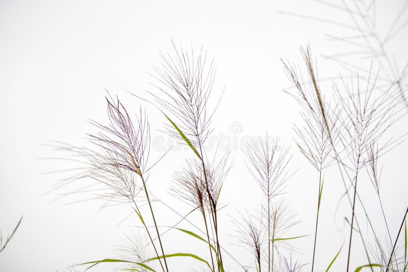 Closeup of white reed stock image. Image of bulrush, flower - 97957079