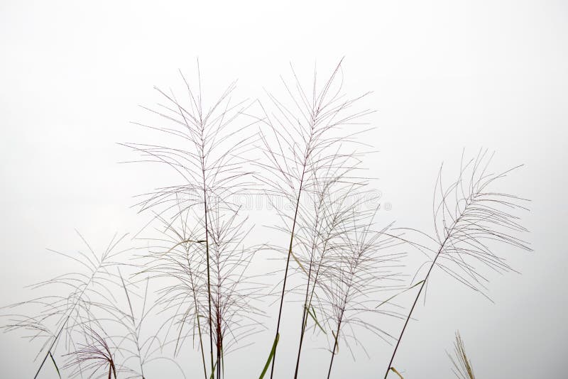 Closeup of white reed stock photo. Image of floral, color - 97957236