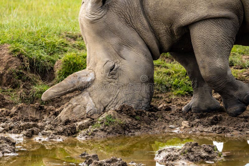 Closeup of a White Rhino Drinking from the Muddy Water Stock Image ...