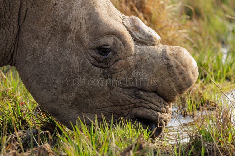 Closeup of a White Rhino Drinking Water, Africa Stock Image - Image of ...