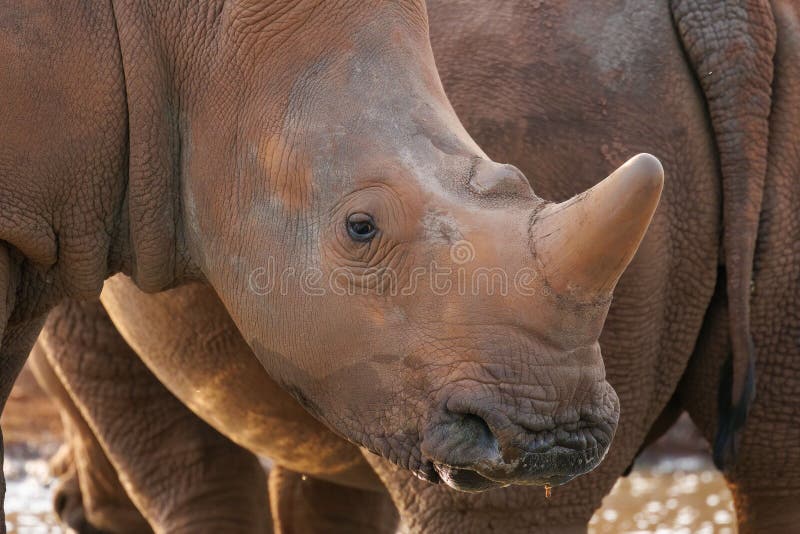 Closeup of a White Rhino Drinking Water, Africa Stock Photo - Image of ...