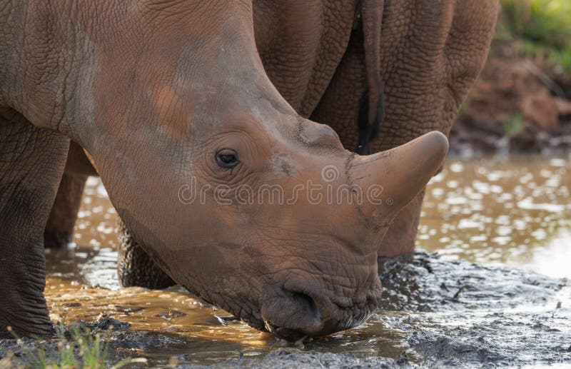 Closeup of a White Rhino Drinking Water, Africa Stock Photo - Image of ...