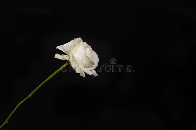 Closeup of White Rose on Black Background Stock Photo - Image of ...