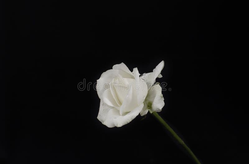 Closeup of White Rose on Black Background Stock Image - Image of ...