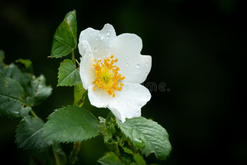 Closeup of a White Rose Blossom in Spring Stock Photo - Image of love ...