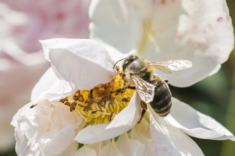 Closeup of White Rose Flower with a Bee Stock Image - Image of open ...