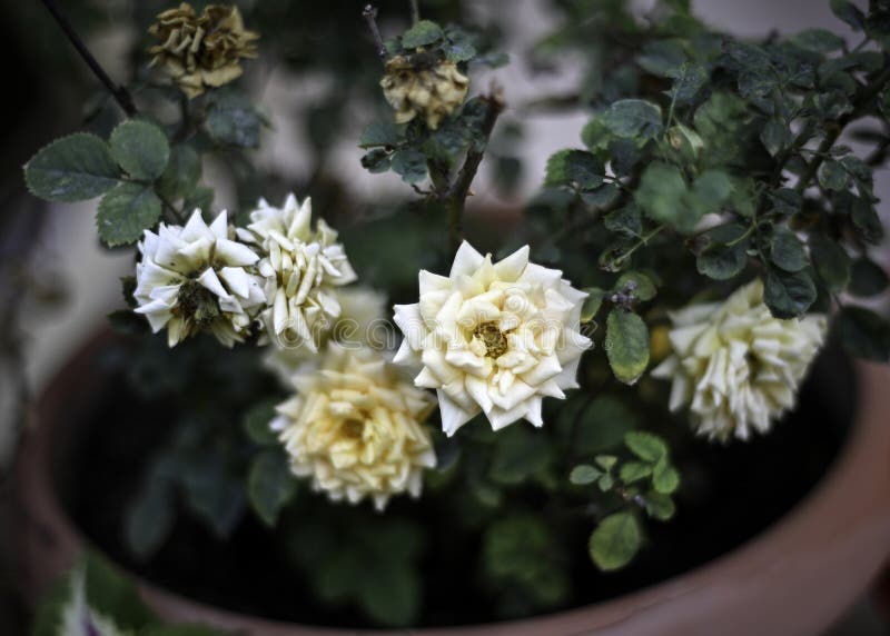 Closeup of White Roses in a Pot in a Garden in Doha, Qatar Stock Photo ...