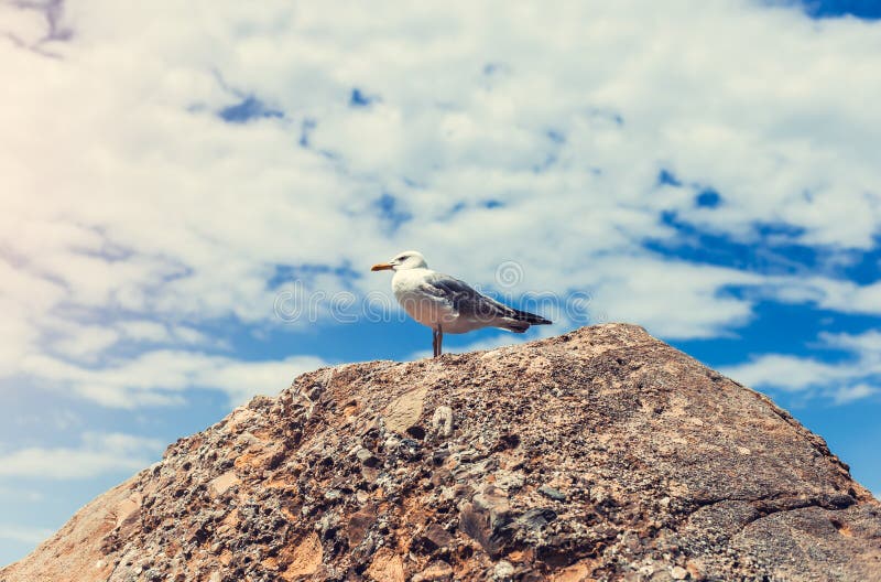 Closeup of White Sheep Head with Black Patches Stock Image - Image of ...