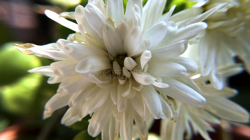 Closeup of White Sevanthi Fresh Flower Stock Image - Image of ...