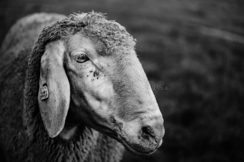 Closeup of a White Sheep Gazing Out into the Distance Stock Image ...