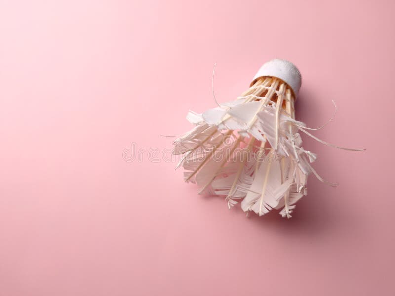 Closeup White Shuttercock on a Pink Background Stock Image - Image of ...
