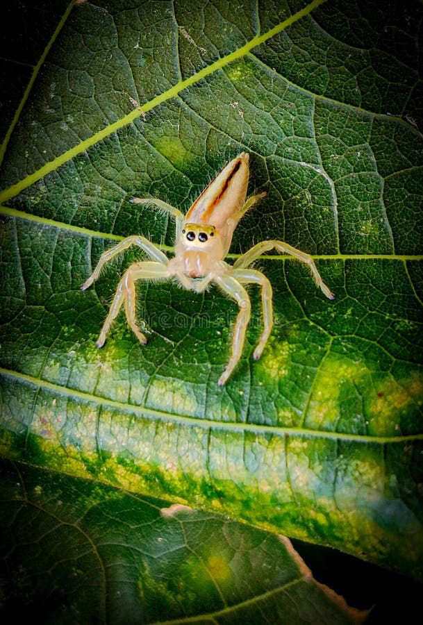 Closeup of a White Sidewalk Spider on a Leaf Stock Image - Image of ...