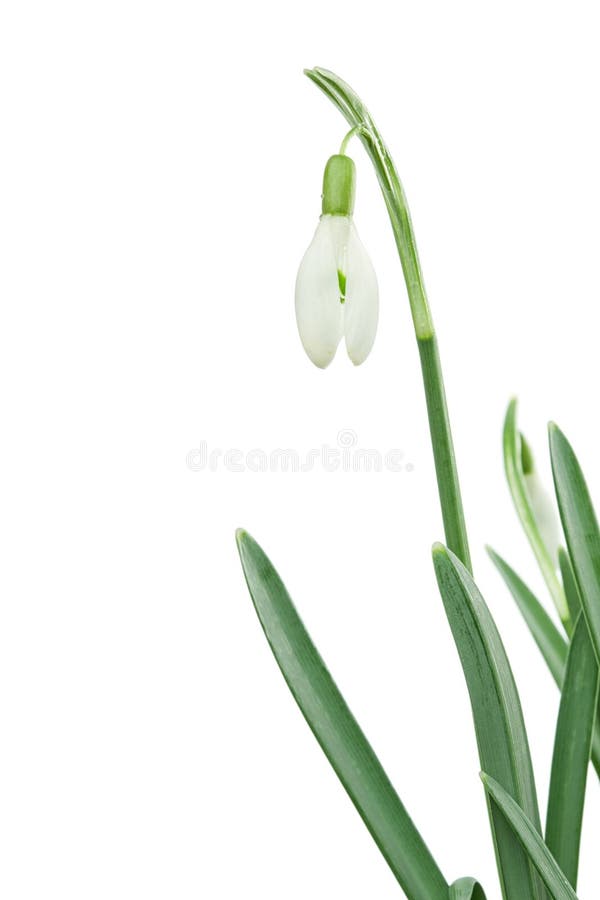 Single Isolated Snowdrop stock image. Image of snowdrops - 30171059
