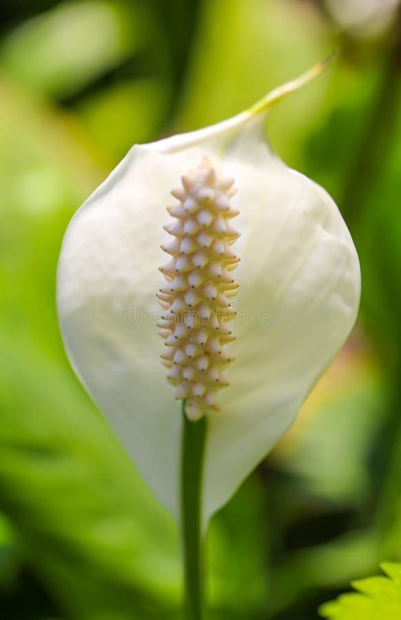Closeup white spadix stock image. Image of lily, pretty - 43940897