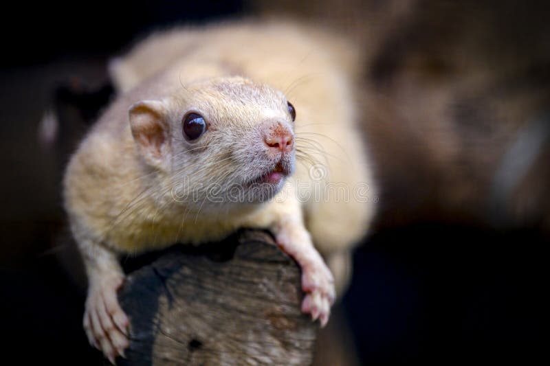 Closeup of a White Squirrel (leucistic Red Squirrel) Stock Image ...
