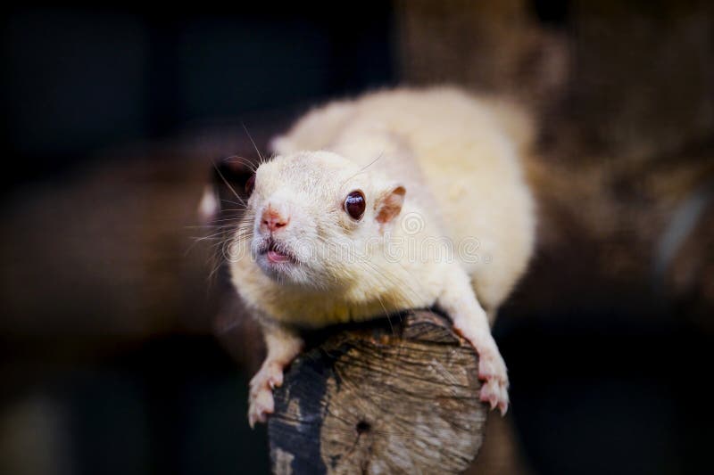 Closeup of a White Squirrel (leucistic Red Squirrel) Stock Image ...