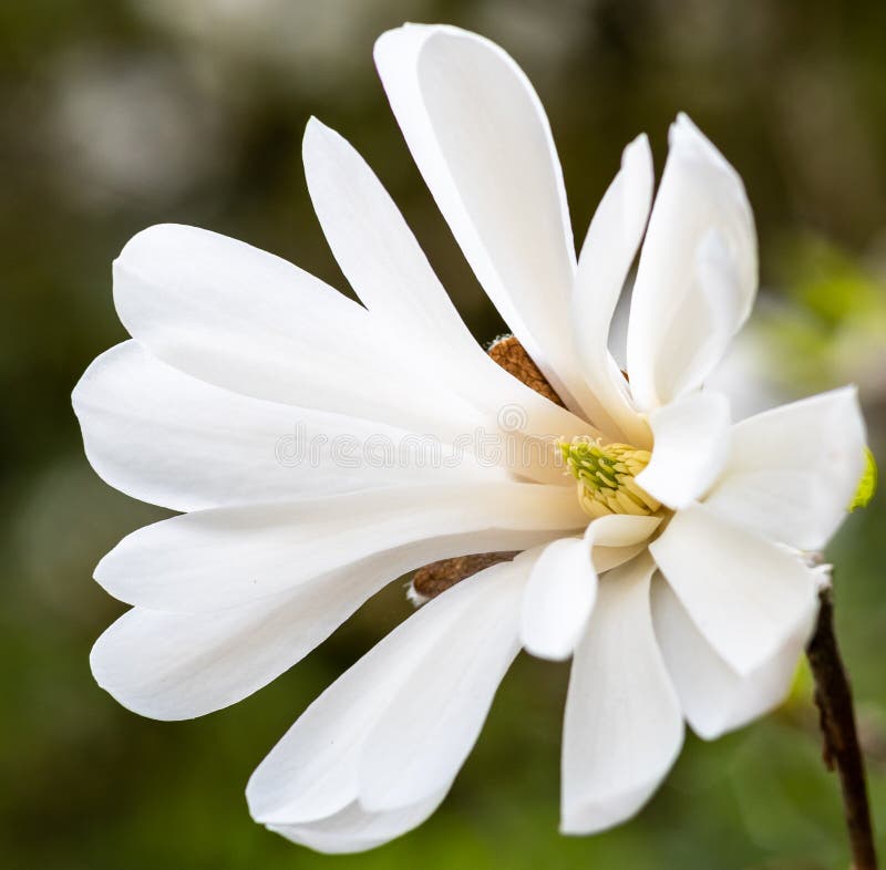 Closeup of a White Star Magnolia Flower in Full Bloom Stock Image ...