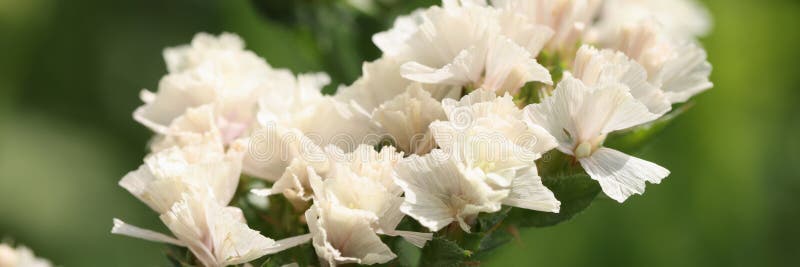 Closeup of White Statice Flowers for Dry Bouquets Stock Image - Image ...