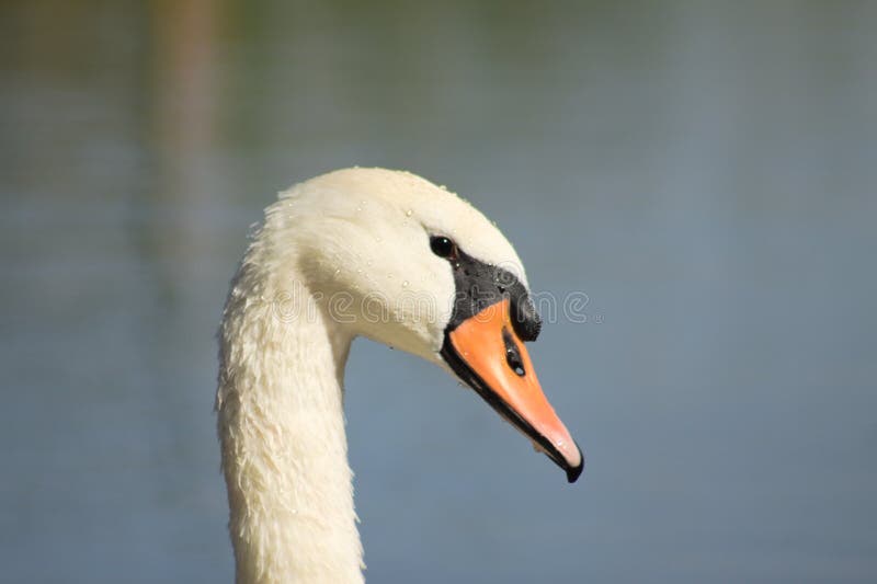 Closeup of White Swan Head Side View with Eye Close-up Stock Photo ...