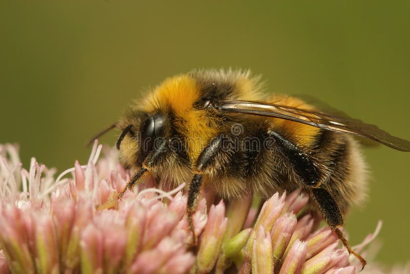 Bombus lucorum stock photo. Image of sussex, small, spring - 46002822
