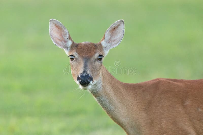 Closeup of a White-tailed Deer Doe at Sandy Hook Stock Photo - Image of ...